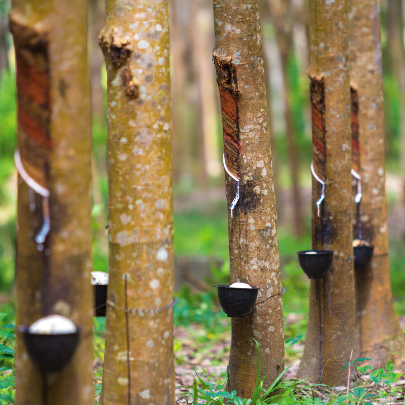 About us - Aralam Farm Wildlife Sanctuary